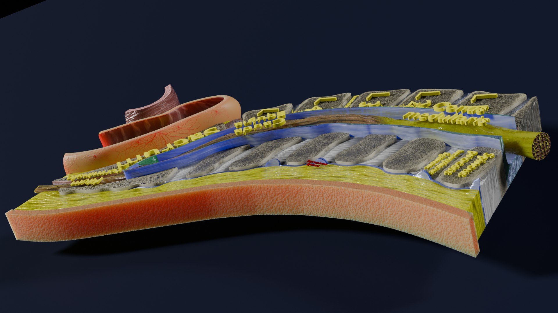 Lower Back Longitudinal Section Anatomy 3D Model - TurboSquid 2372960