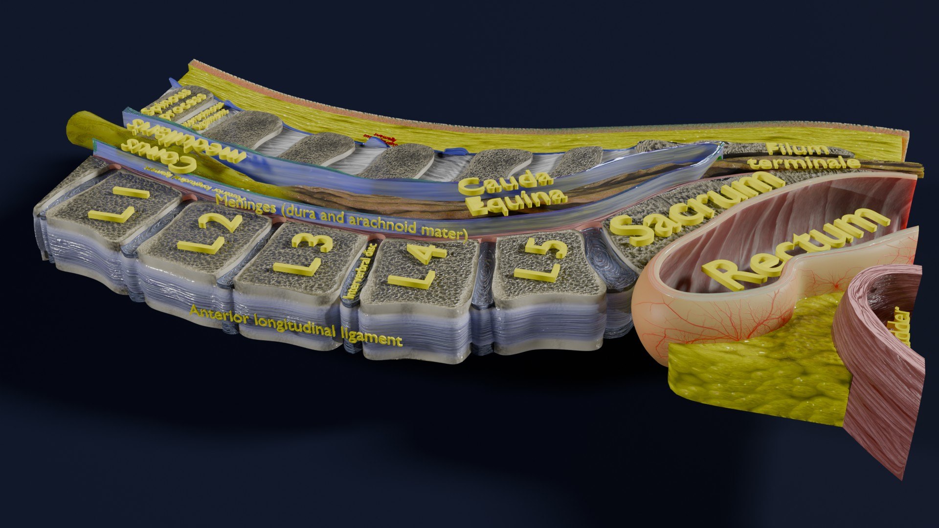 Lower Back Longitudinal Section Anatomy 3D Model - TurboSquid 2372960