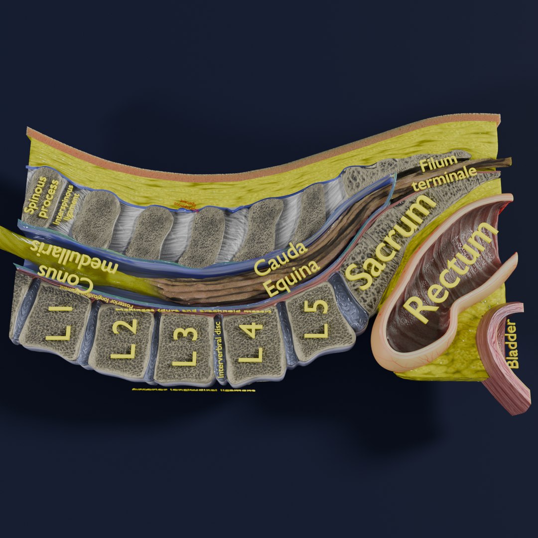 Lower Back Longitudinal Section Anatomy 3D Model - TurboSquid 2372960