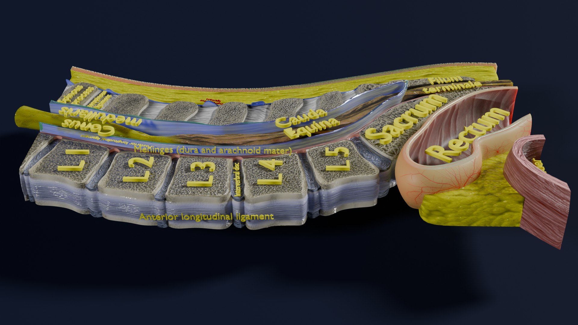 Lower Back Longitudinal Section Anatomy 3D Model - TurboSquid 2372960