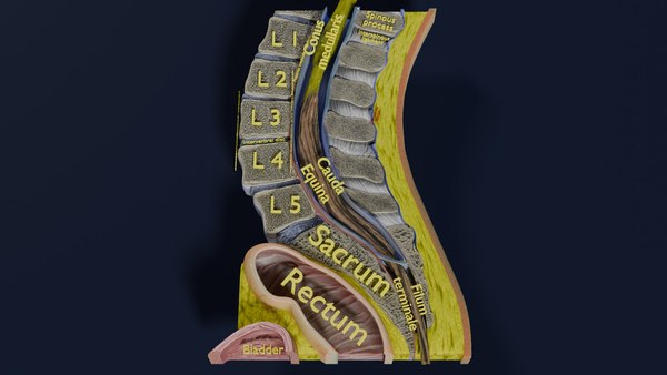 modelo 3d Anatomía de la sección longitudinal de la espalda baja ...