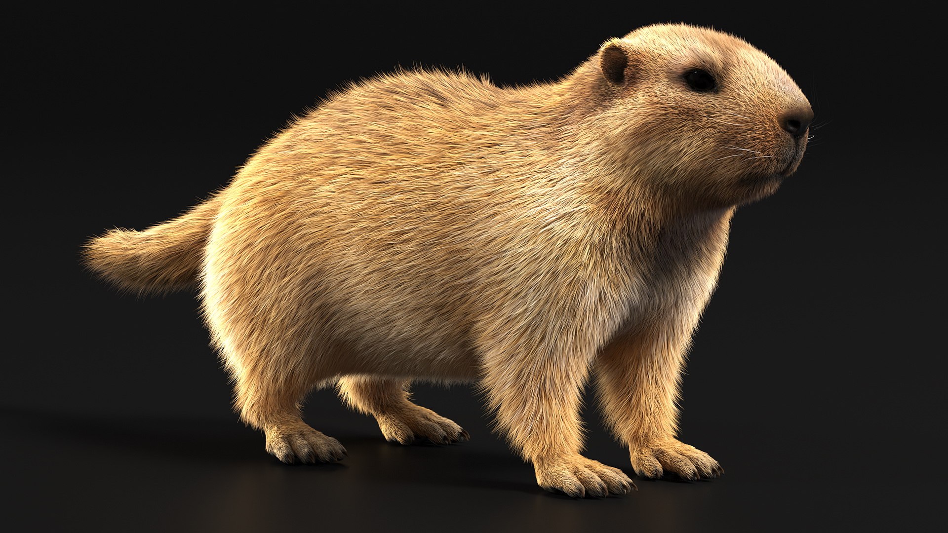 3D Model Marmot Fur - TurboSquid 1964252