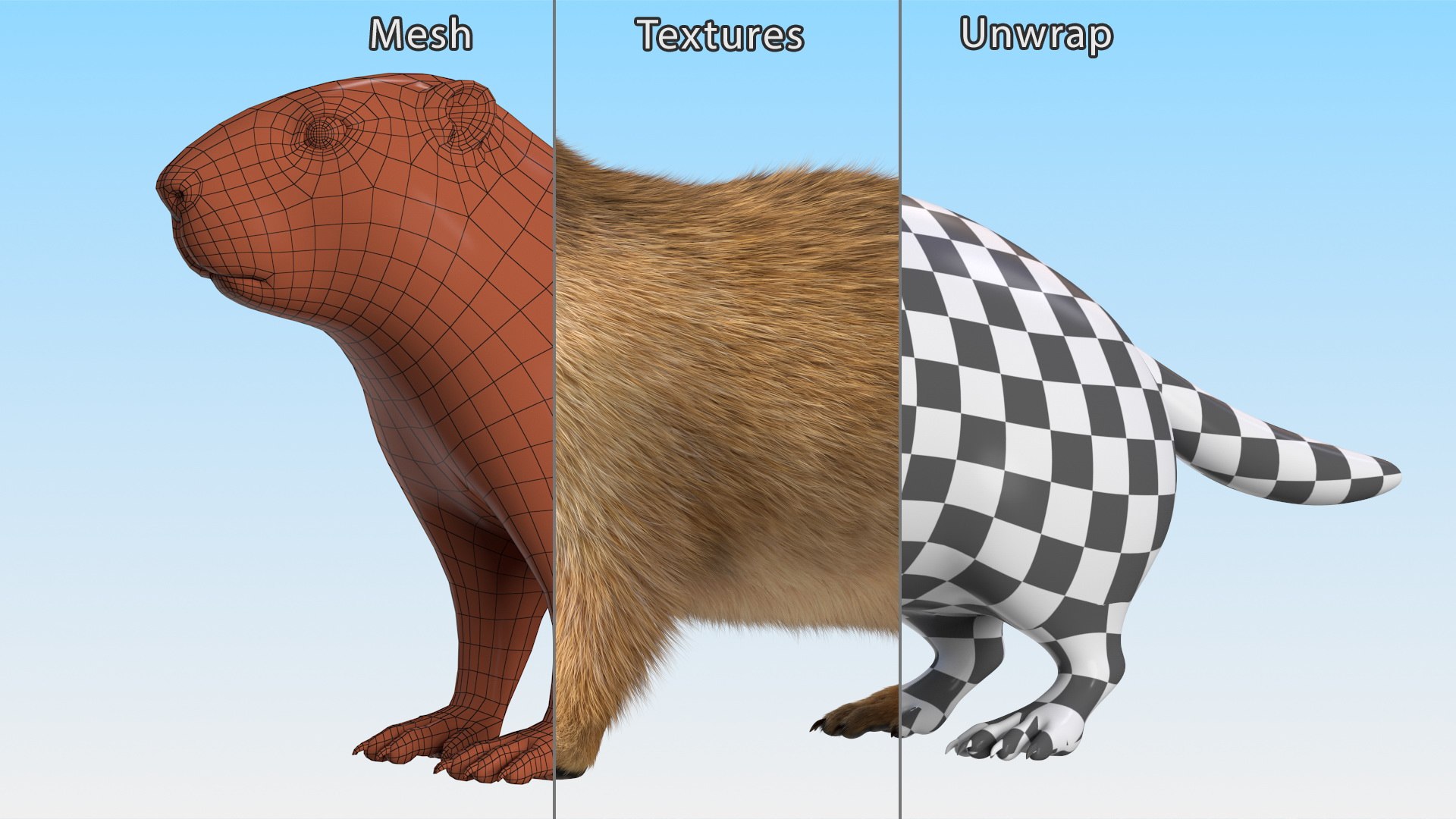 3D Model Marmot Fur - TurboSquid 1964252