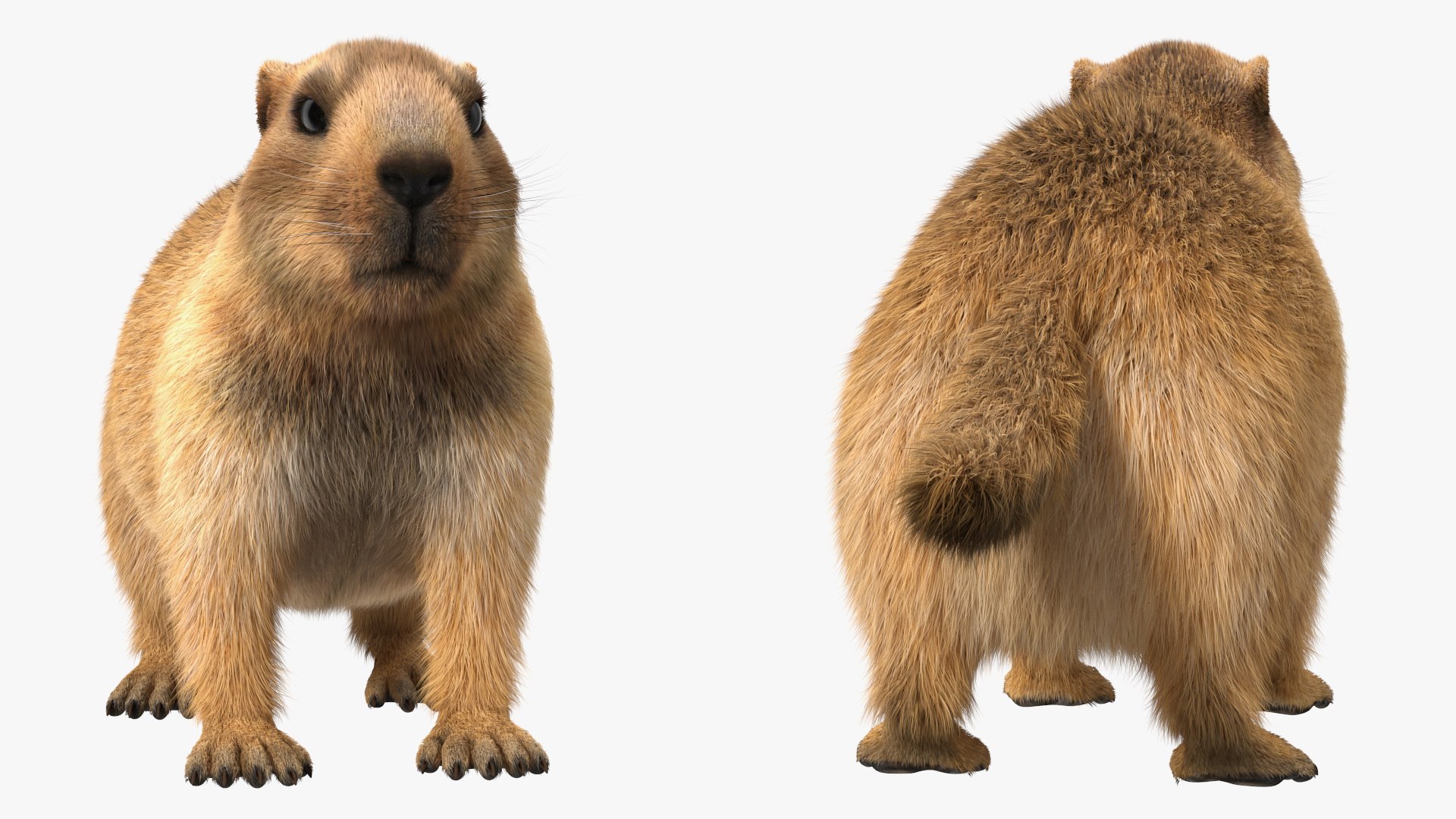 3D Model Marmot Fur - TurboSquid 1964252
