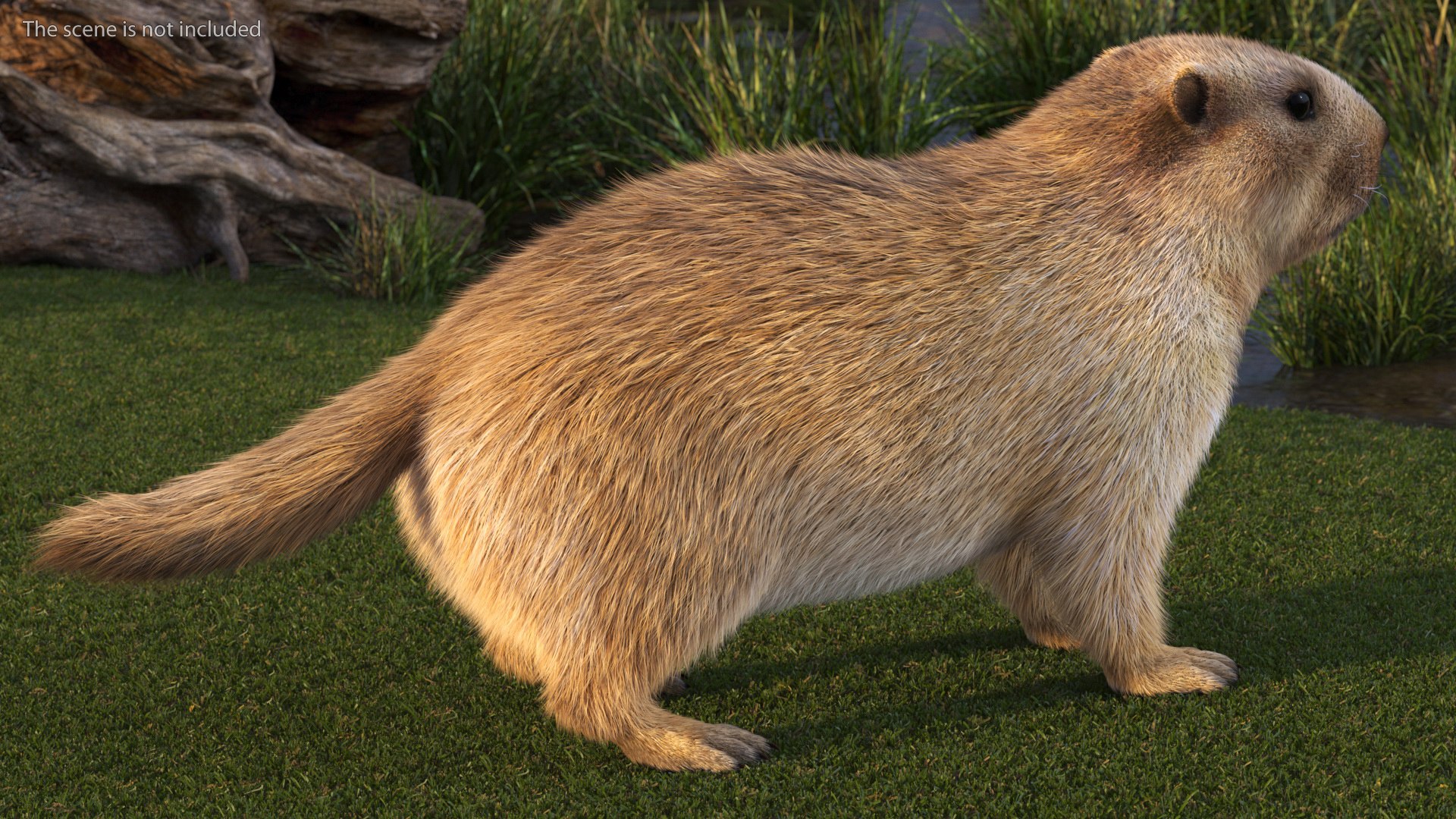 3D Model Marmot Fur - TurboSquid 1964252