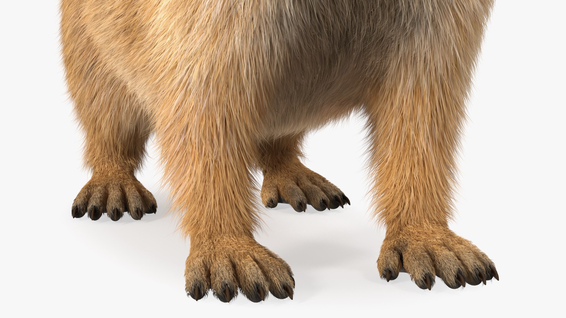 3D Model Marmot Fur - TurboSquid 1964252