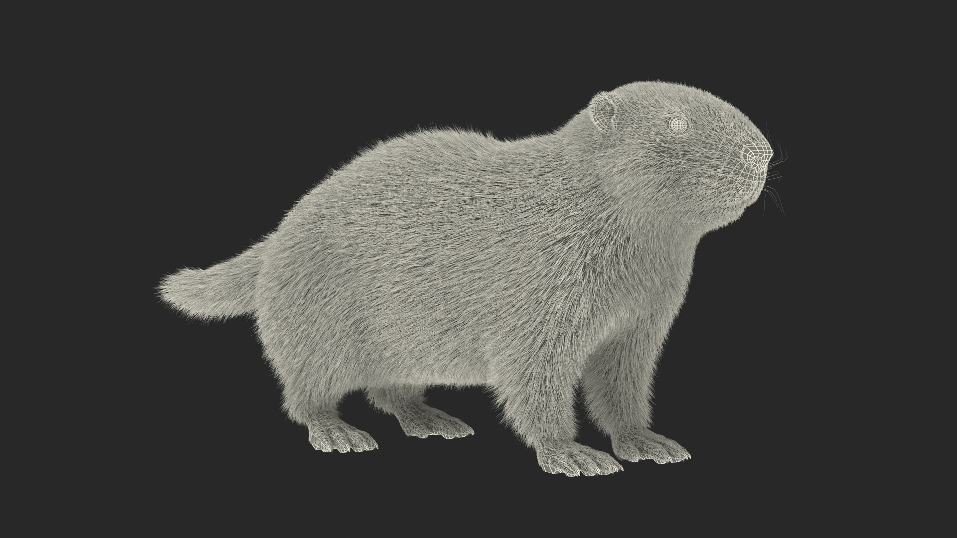 3D Model Marmot Fur - TurboSquid 1964252