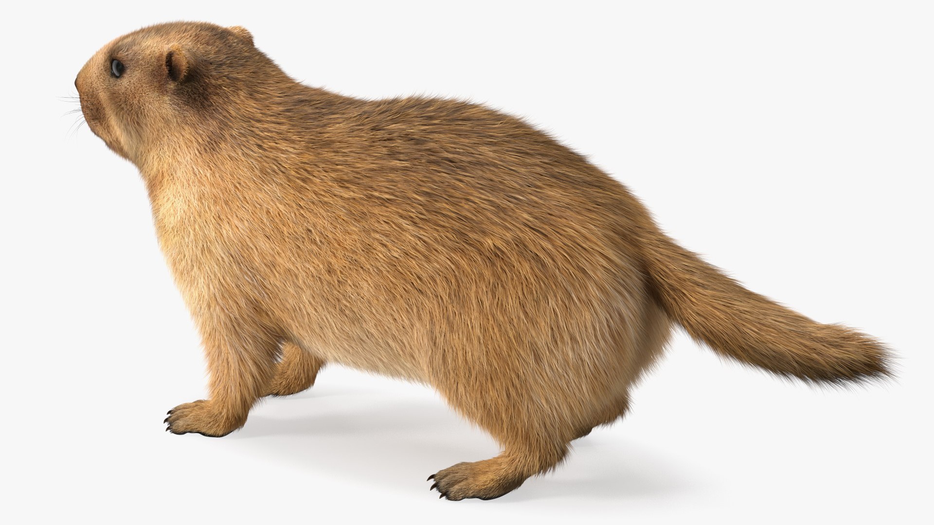 3D Model Marmot Fur - TurboSquid 1964252