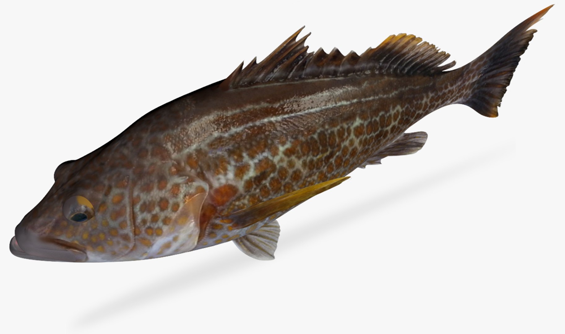 3D Model Goldspotted Sand Bass - TurboSquid 1259959