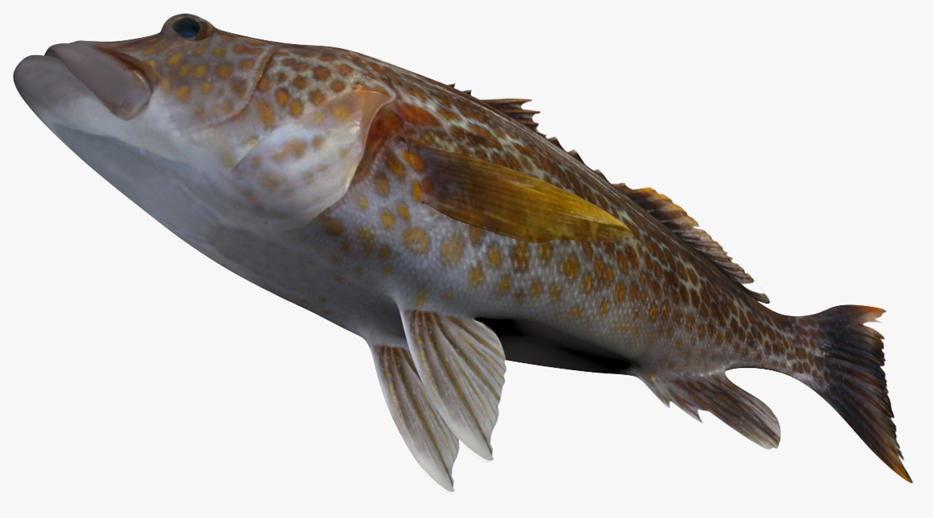 3D Model Goldspotted Sand Bass - TurboSquid 1259959