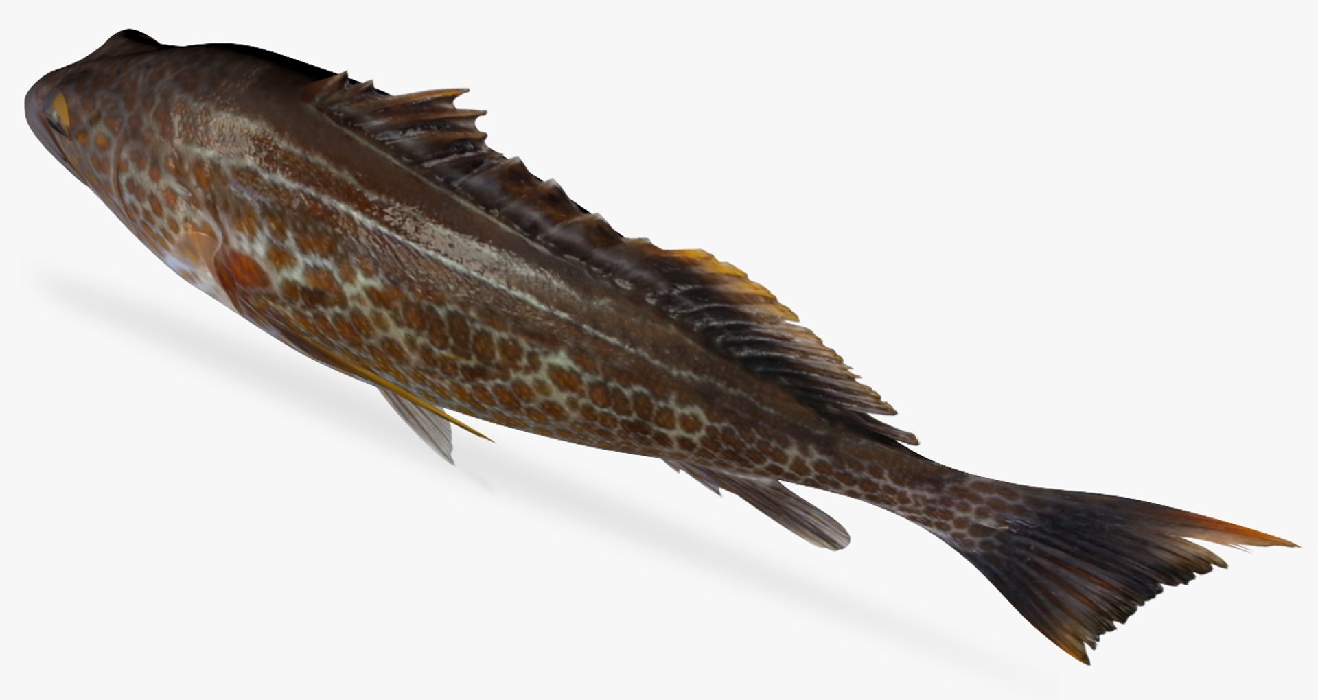 3D Model Goldspotted Sand Bass - TurboSquid 1259959