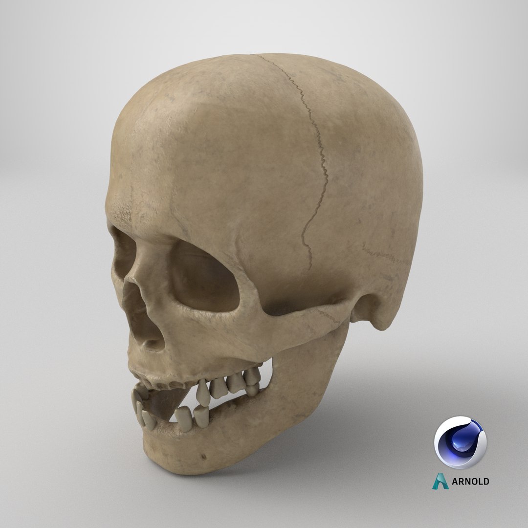 3D Human Skull V1 - TurboSquid 1662640