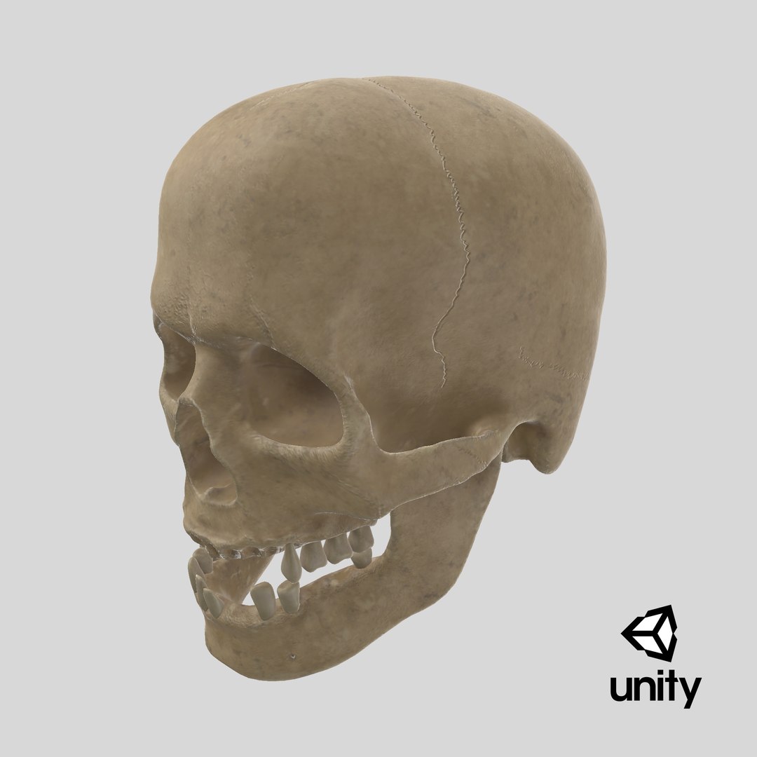 3D Human Skull V1 - TurboSquid 1662640
