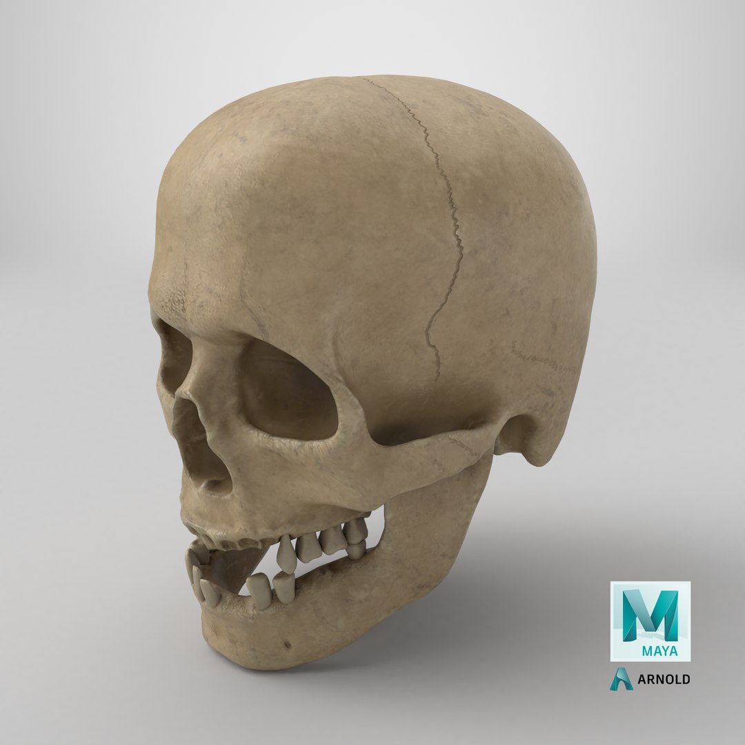 3D Human Skull V1 - TurboSquid 1662640