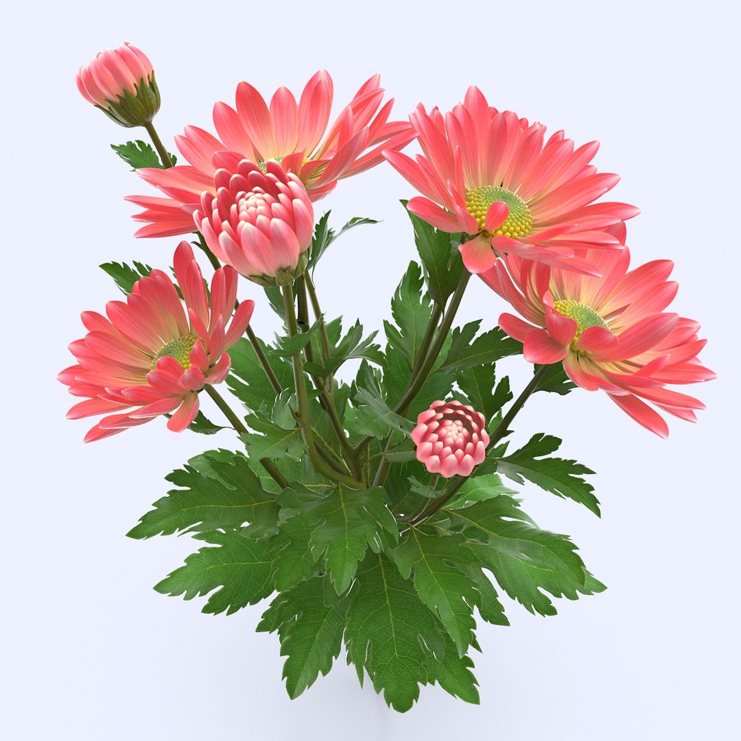 Pink Chrysanthemum Max