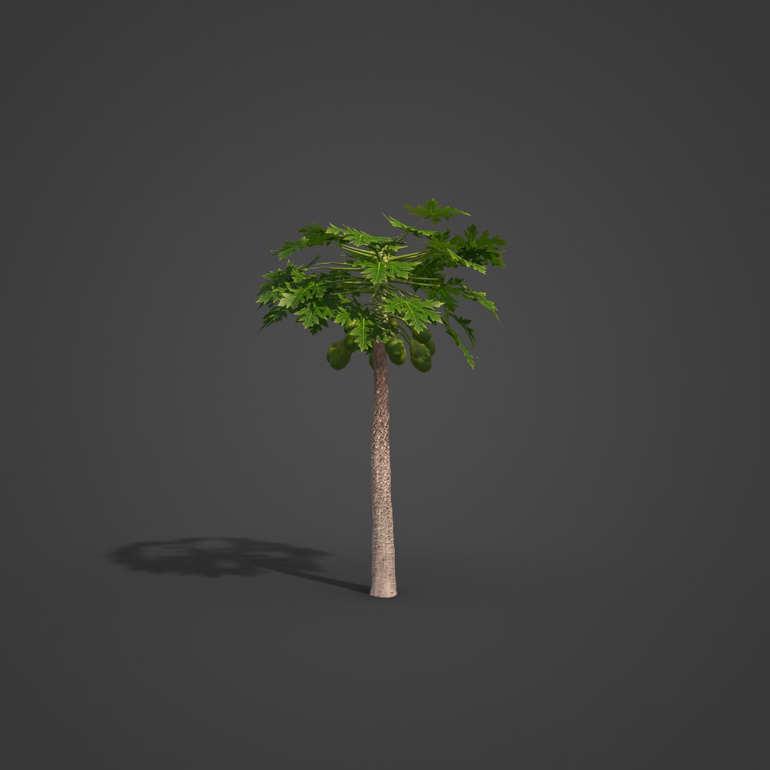 3D Model 2021 PBR Papaya Collection - Carica Papaya - TurboSquid 1756944