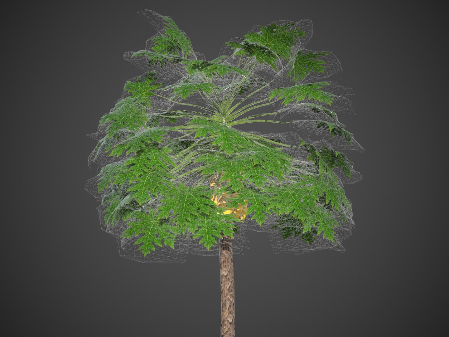 3D Model 2021 PBR Papaya Collection - Carica Papaya - TurboSquid 1756944