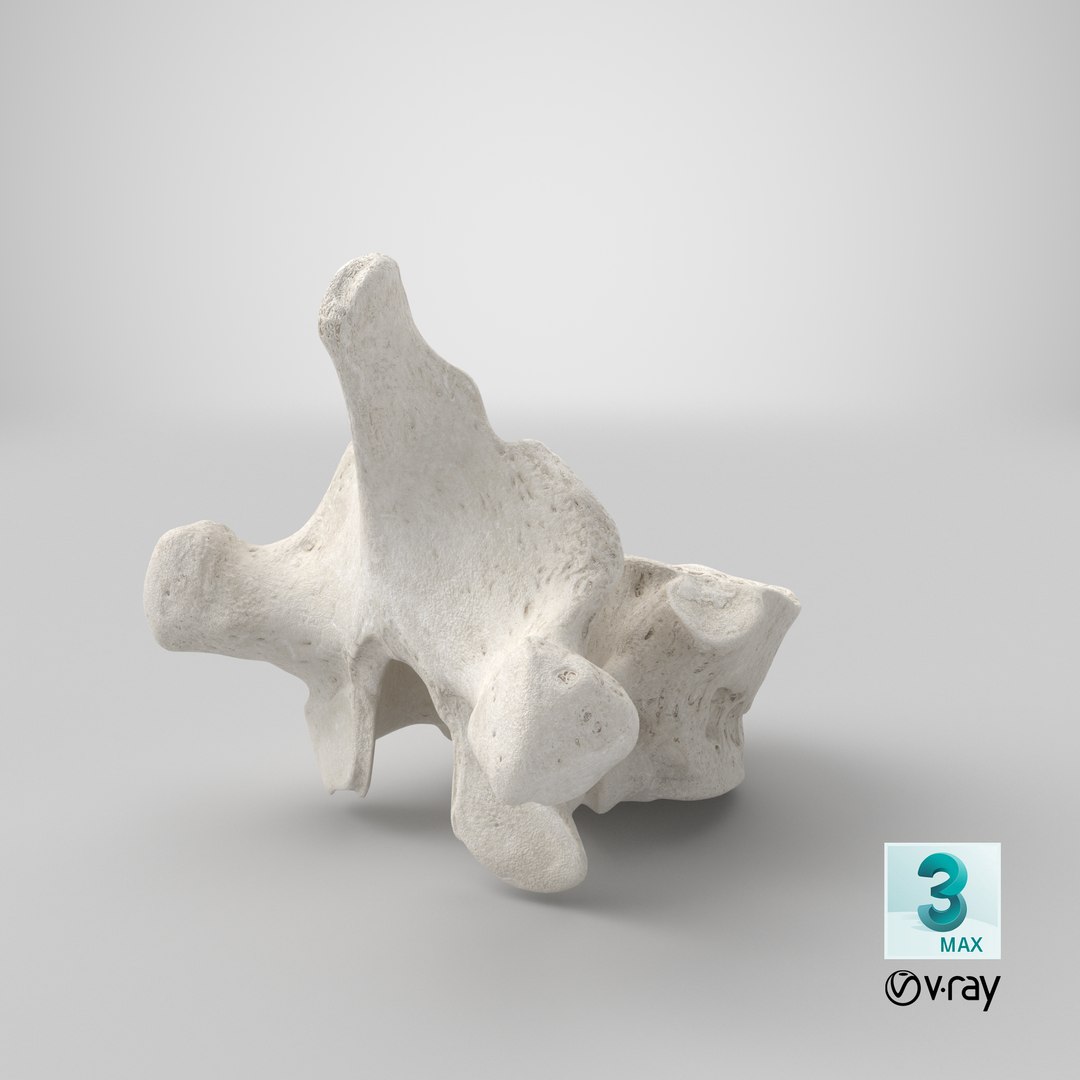 3D Thoracic Vertebrae Th1 Th12 - TurboSquid 1600274