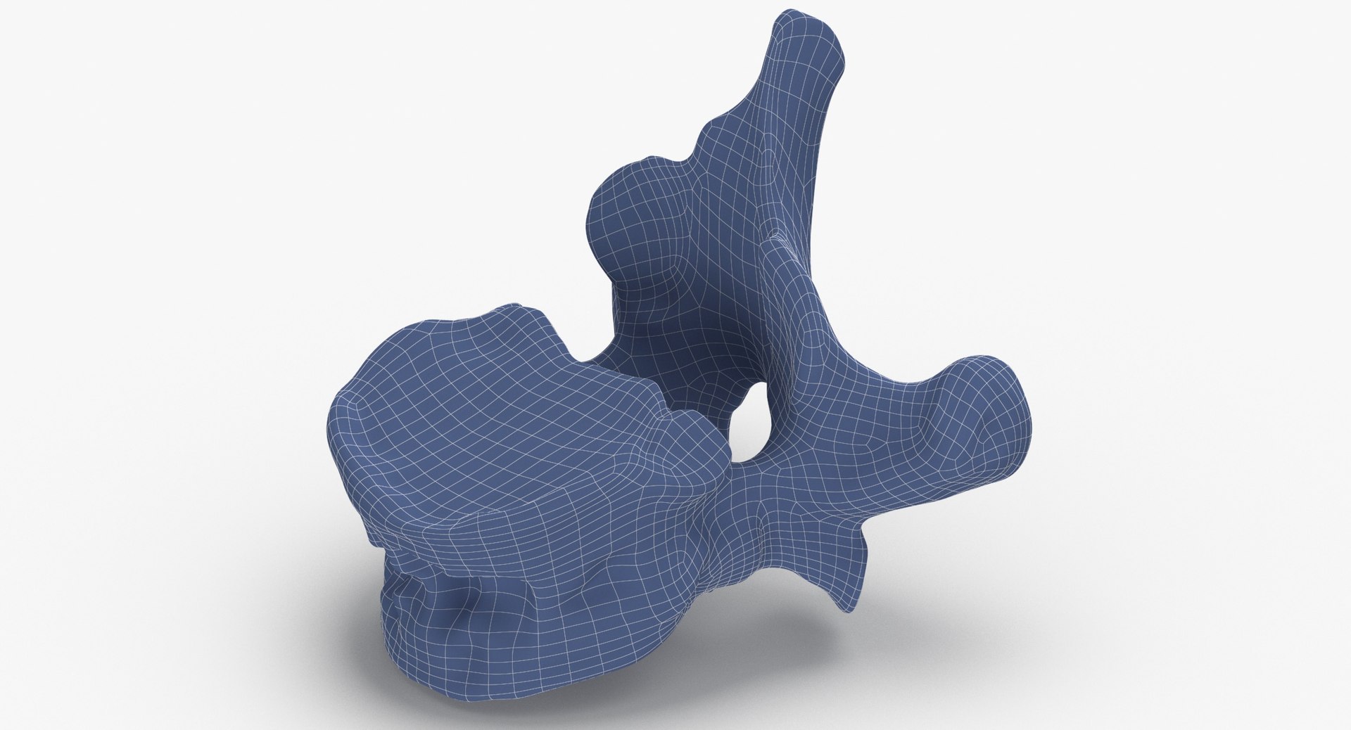 3D Thoracic Vertebrae Th1 Th12 - TurboSquid 1600274