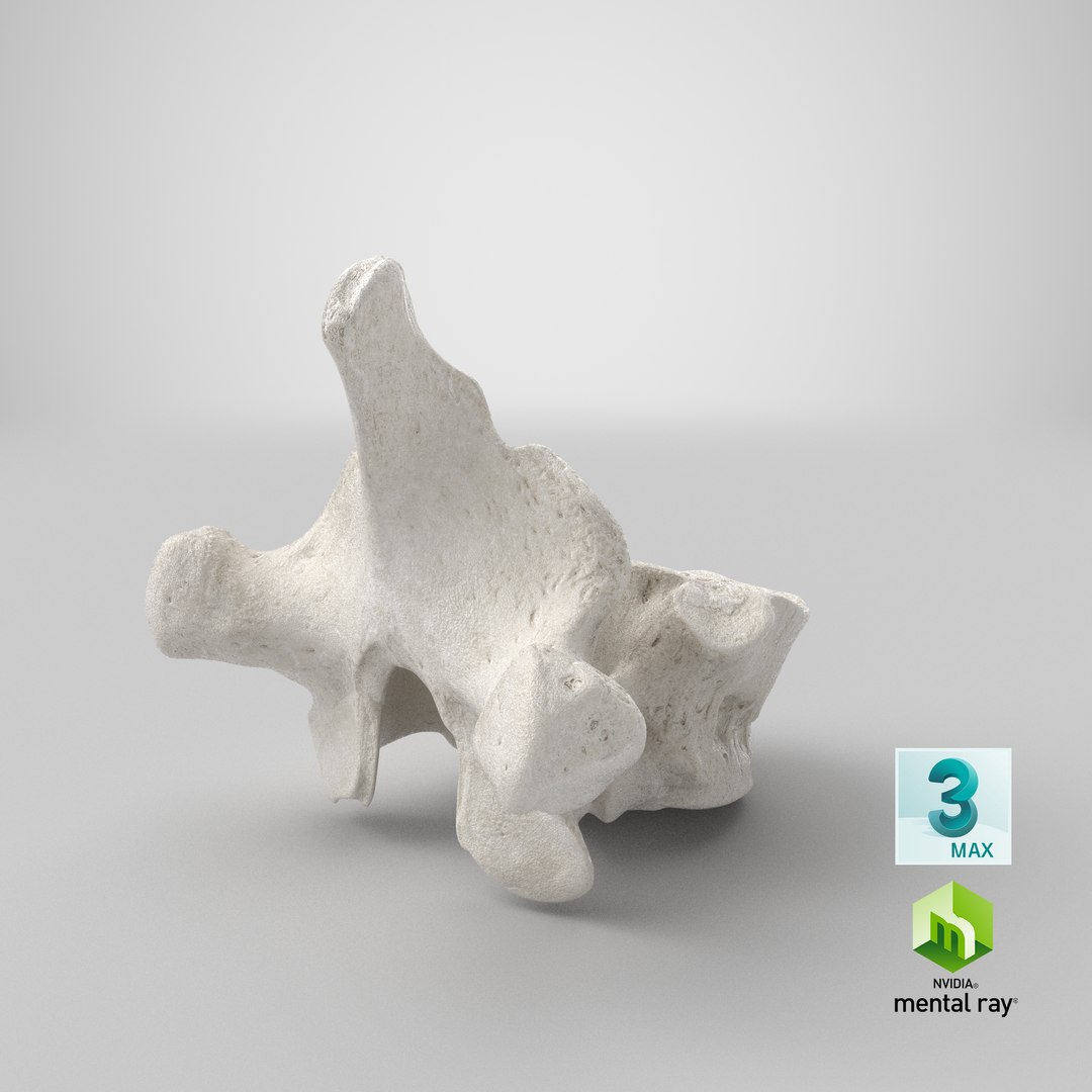 3D Thoracic Vertebrae Th1 Th12 - TurboSquid 1600274