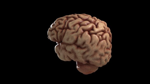 human brain obj