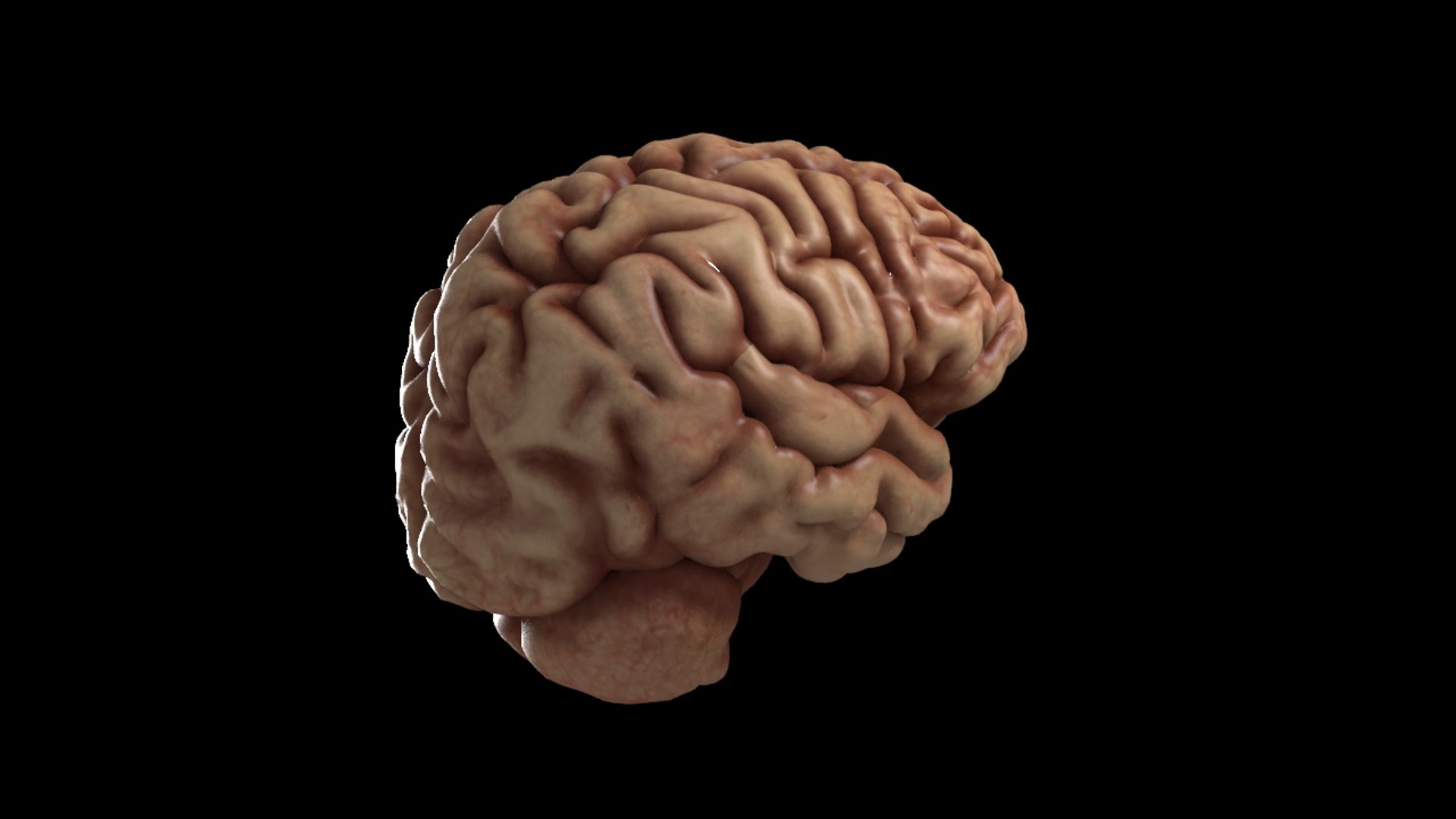 Human Brain Obj