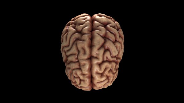 modelo 3d Cerebro humano - TurboSquid 802960