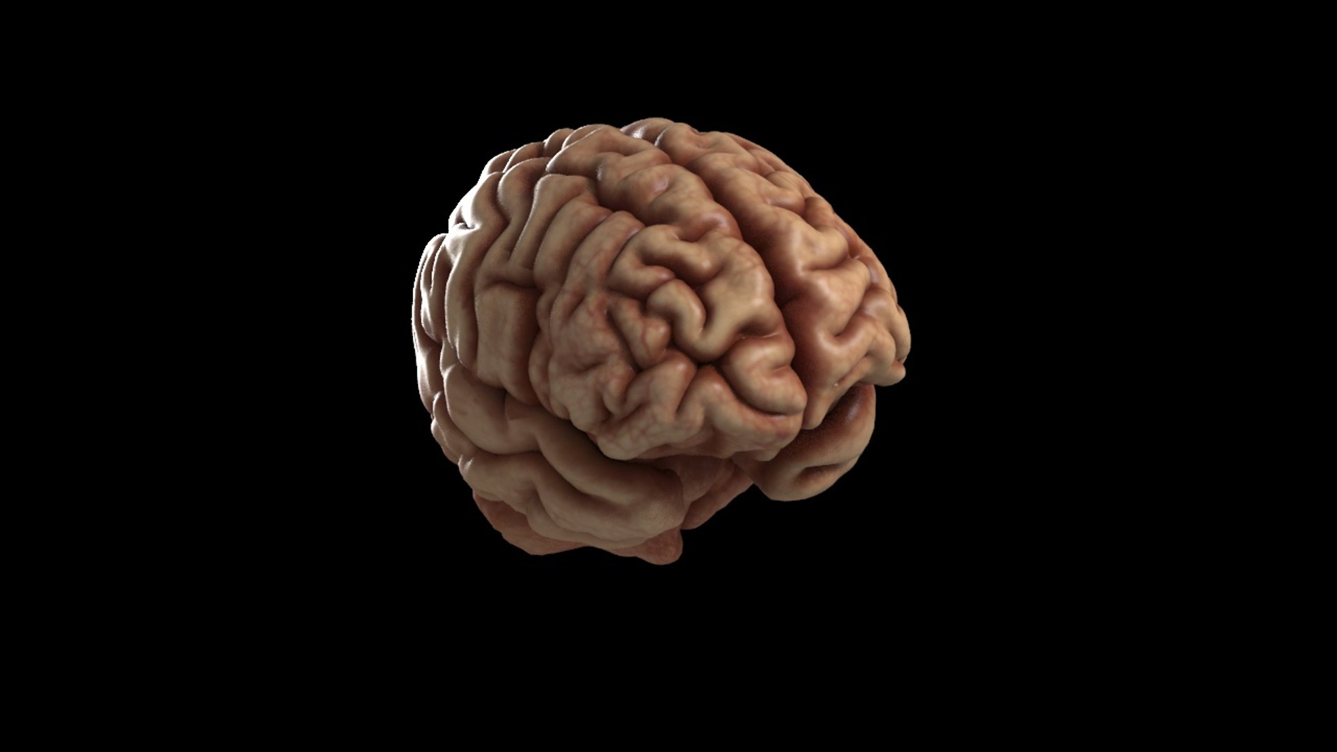 Human Brain Obj