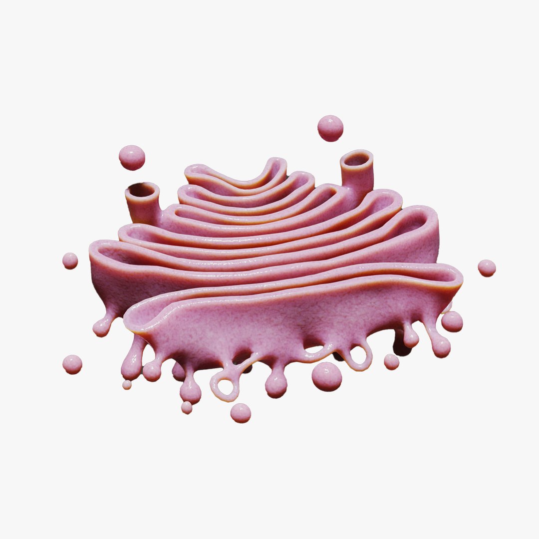 Golgi Apparatus Anatomy model - TurboSquid 2107185