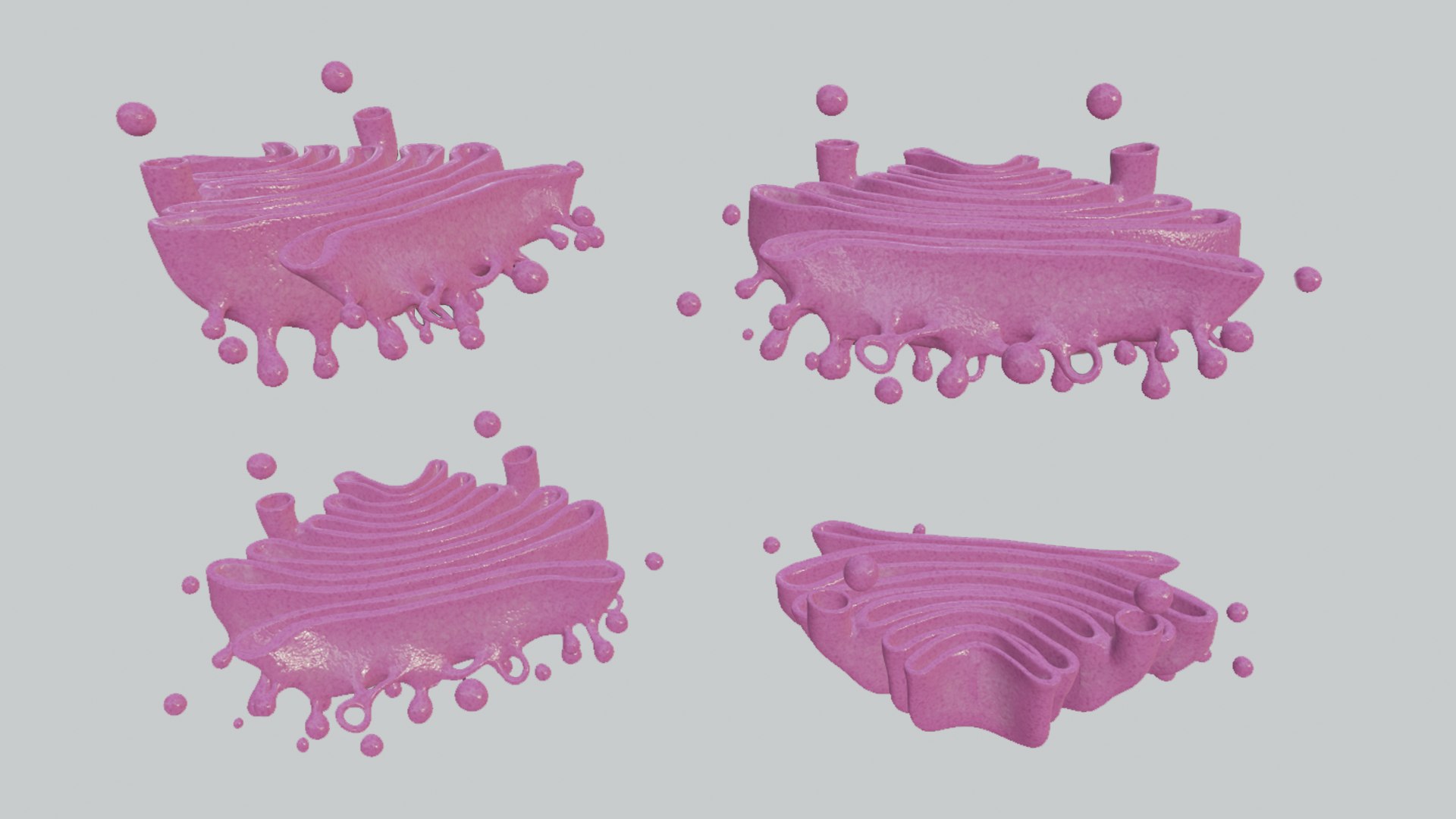 Golgi Apparatus Anatomy Model - TurboSquid 2107185