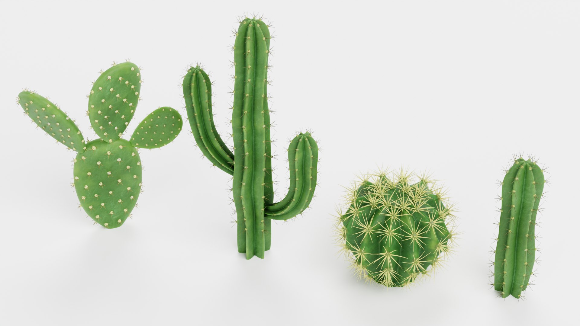 3D Cactuses Model - TurboSquid 2102067