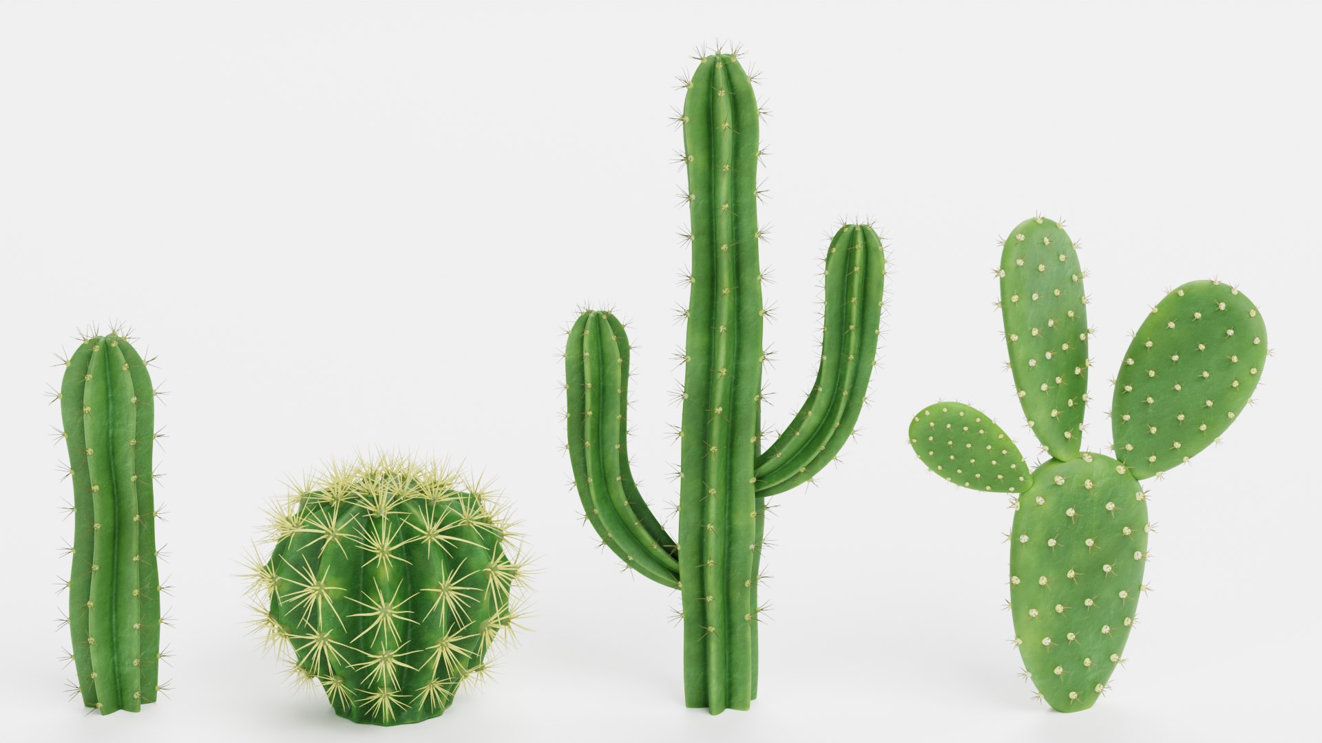 3D Cactuses Model - TurboSquid 2102067