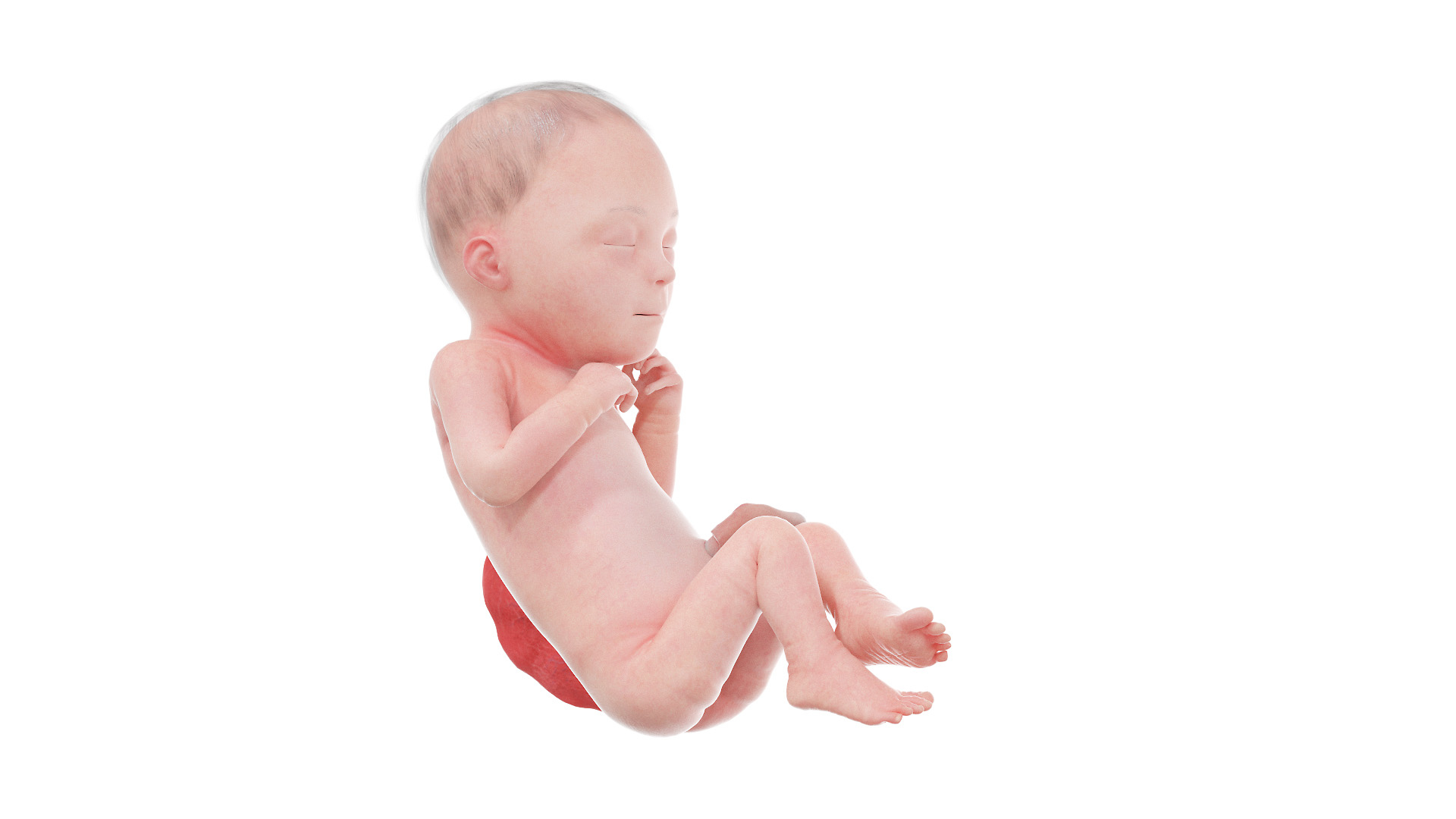 Fetus Anatomy Week 26 Static 3D Model - TurboSquid 1836216