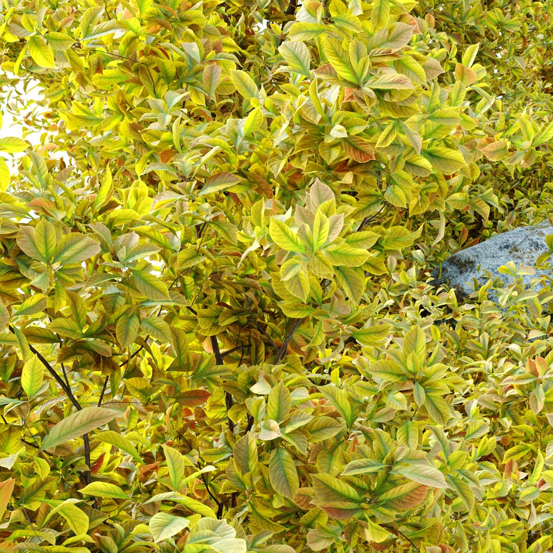 3D Golden Euonymus Bush With Rock - TurboSquid 1954179