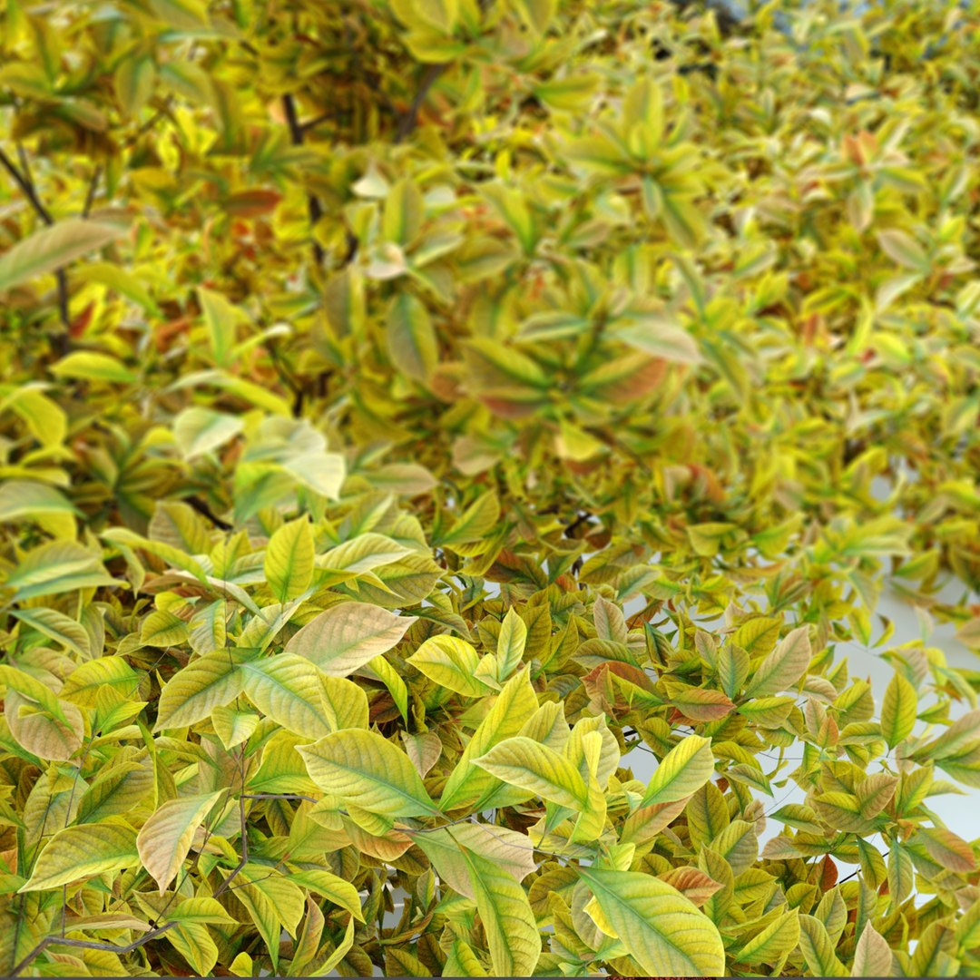 3D Golden Euonymus Bush With Rock - TurboSquid 1954179