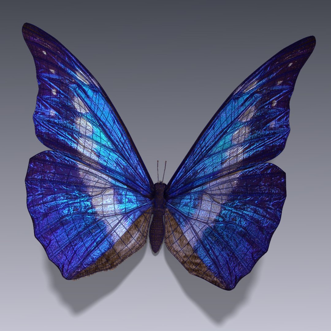 3d Morpho Blue Butterflies Model