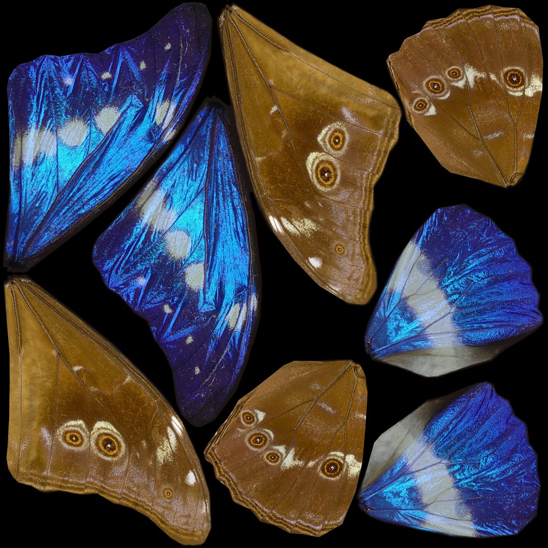 3d Morpho Blue Butterflies Model