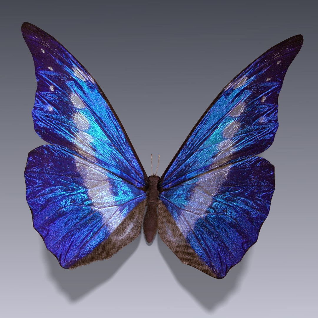 3d Morpho Blue Butterflies Model
