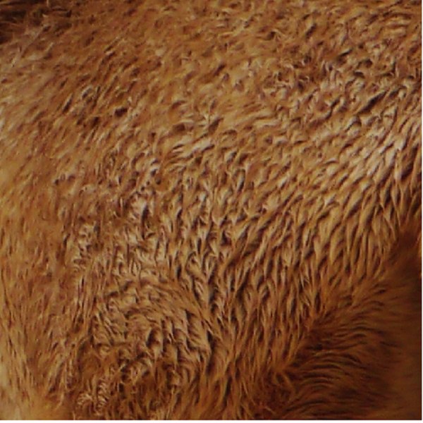 3D Walking Camel - TurboSquid 1845468