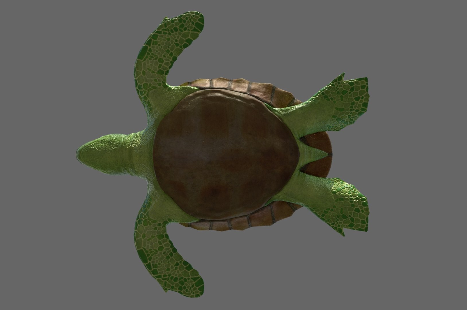 Sea Turtle 3D Model - TurboSquid 1419012