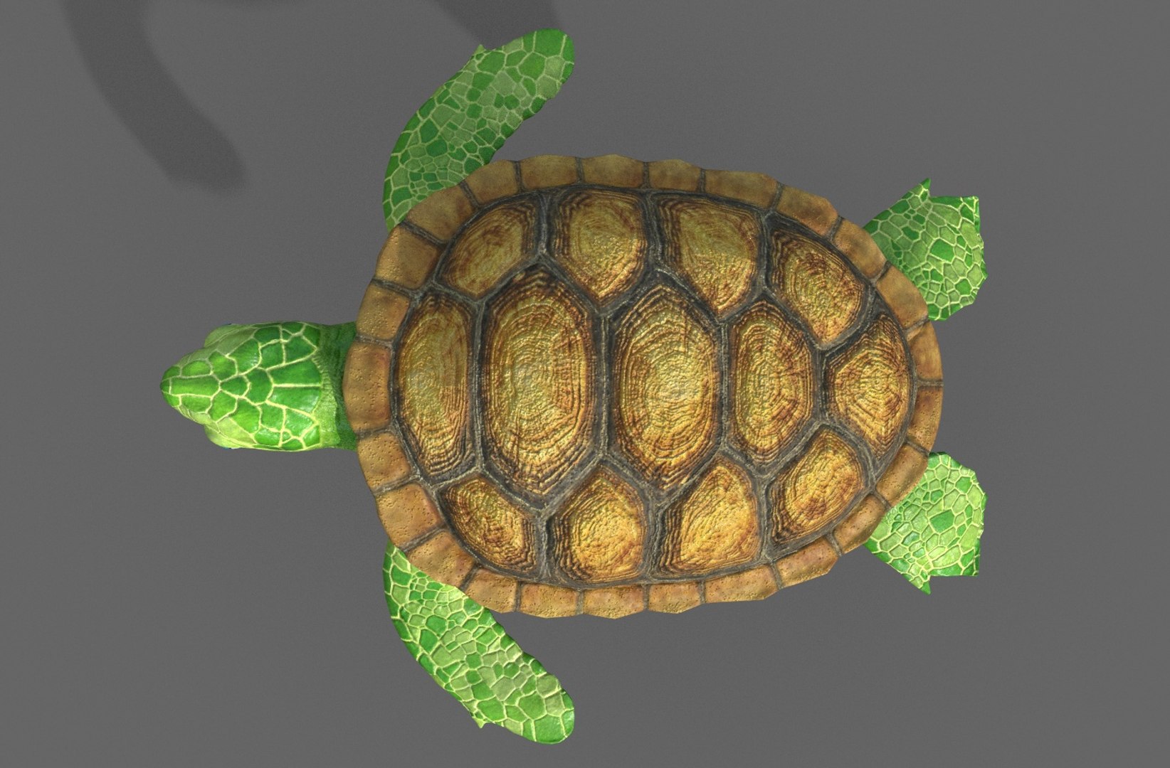 Sea Turtle 3D Model - TurboSquid 1419012