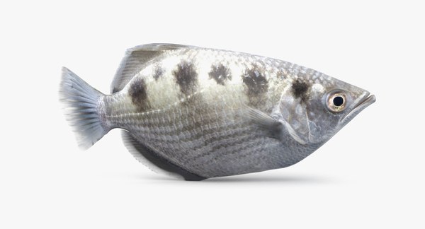 Pbr fish wrasse snapper 3D model - TurboSquid 1508928