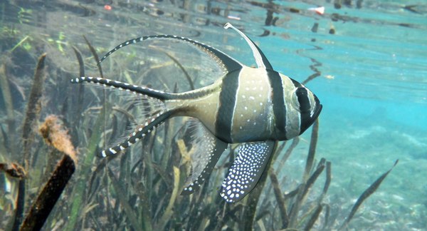 Pbr fish wrasse snapper 3D model - TurboSquid 1508928