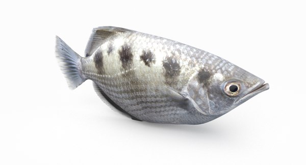 Pbr fish wrasse snapper 3D model - TurboSquid 1508928