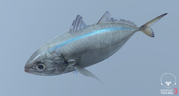 Pbr fish wrasse snapper 3D model - TurboSquid 1508928