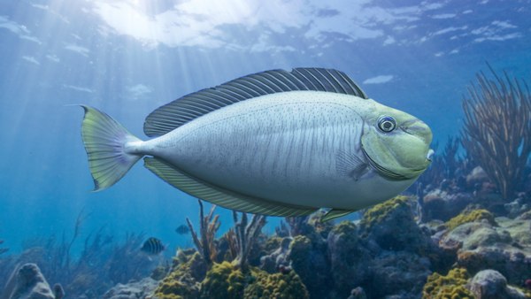 Pbr fish wrasse snapper 3D model - TurboSquid 1508928
