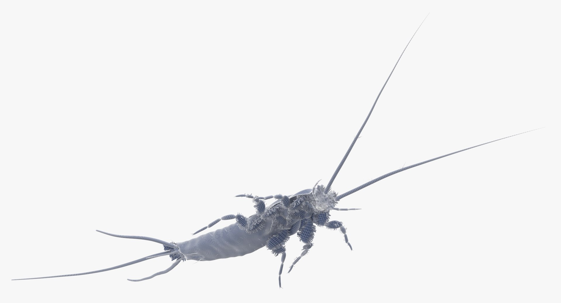 Silverfish Walking 3D Model - TurboSquid 1375581