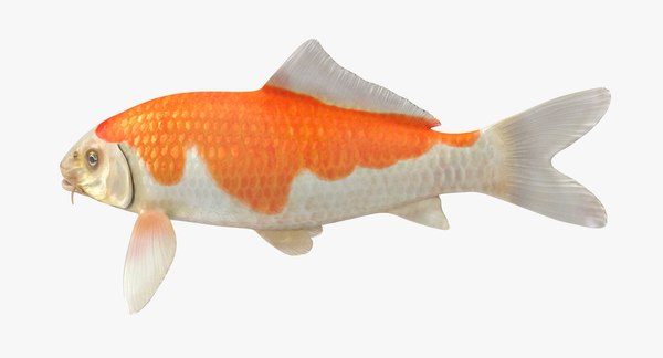 3D harivake koi fish model | 1142255 | TurboSquid