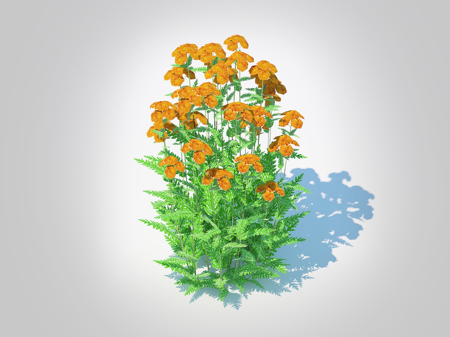 Achillea - Yarrow Orange 3D Model - TurboSquid 2274428