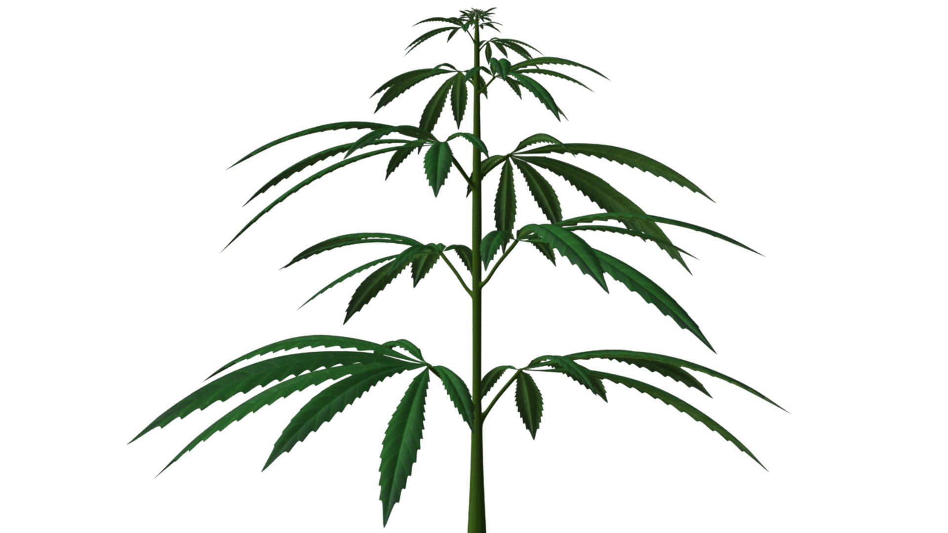 3d Hemp Cannabis Plant